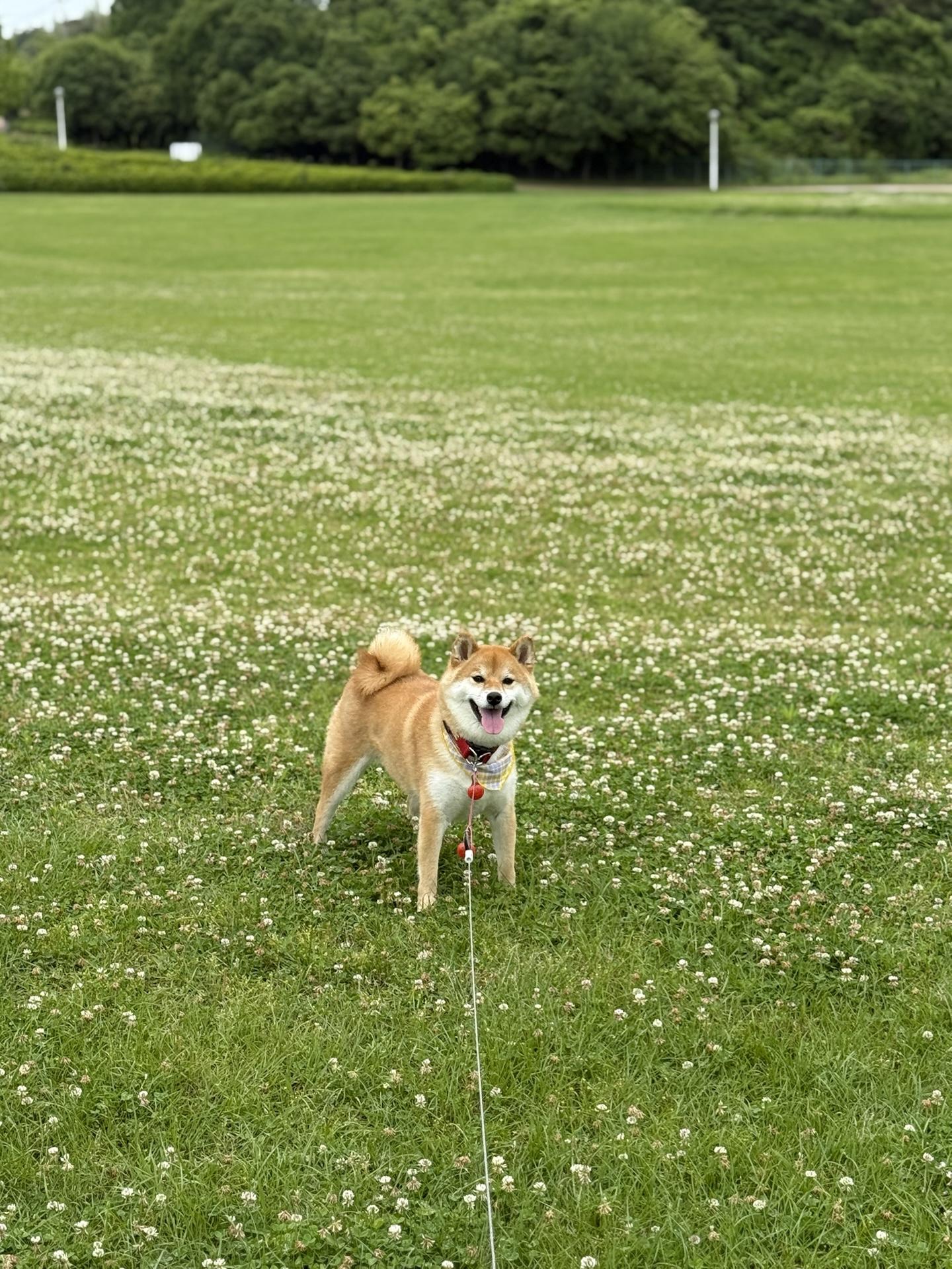 【cocoa🐶散歩】蜻蛉池公園 / Gamiっちさんの岸和田市の活動データ | YAMAP / ヤマップ