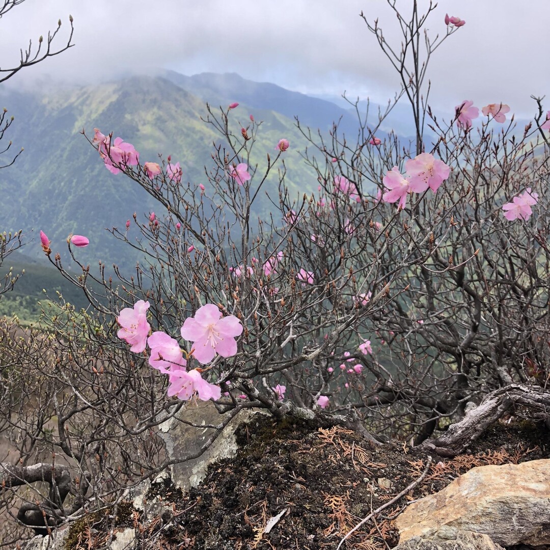 笹ヶ峰・寒風山 / 883XLerさんの笹ヶ峰・寒風山・平家平の活動データ | YAMAP / ヤマップ