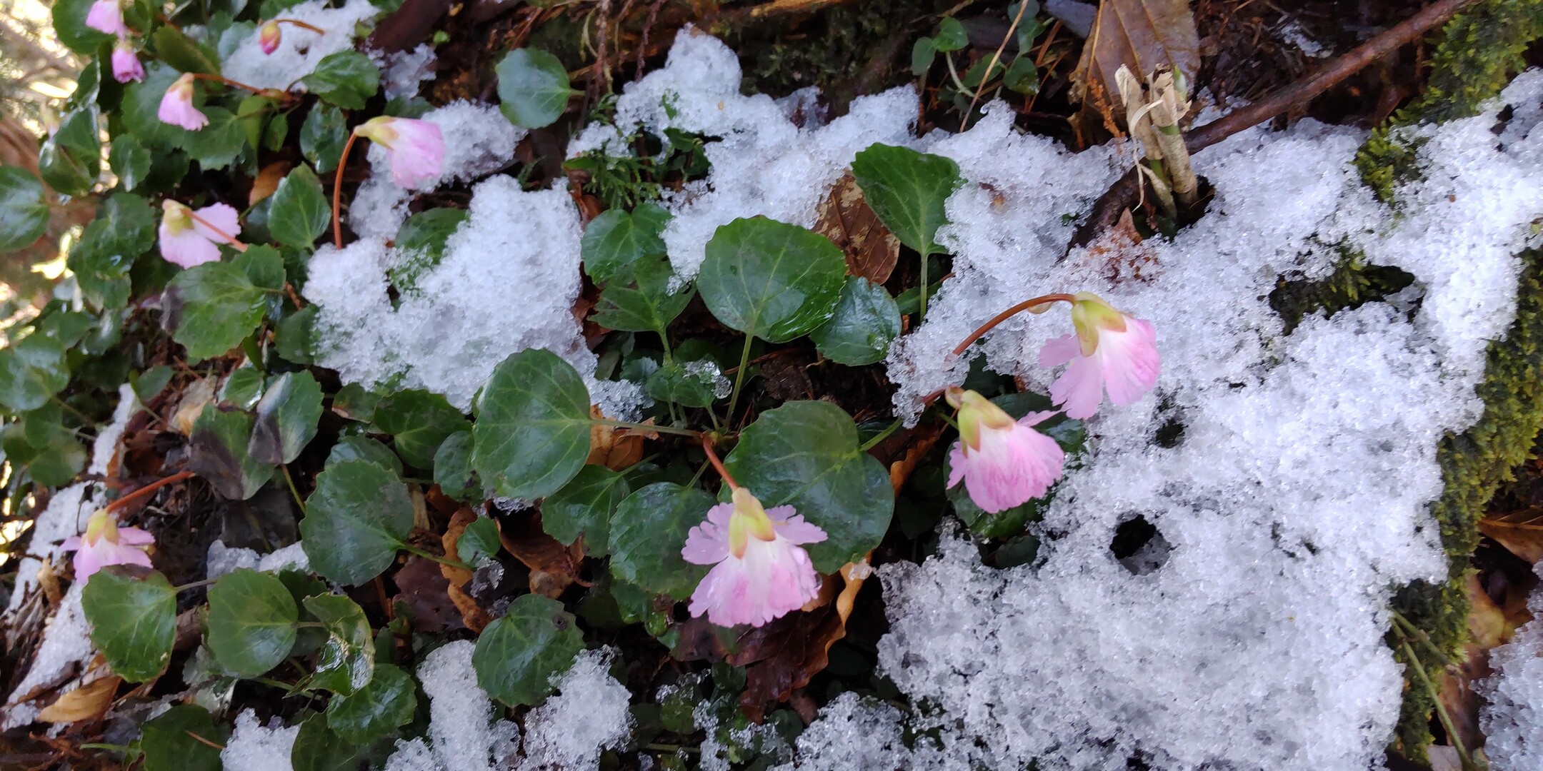 陶石山 ～ 舟御光山 / qoo さんの大日山・越前大日山（越前甲山）・鈴ヶ岳の活動データ | YAMAP / ヤマップ