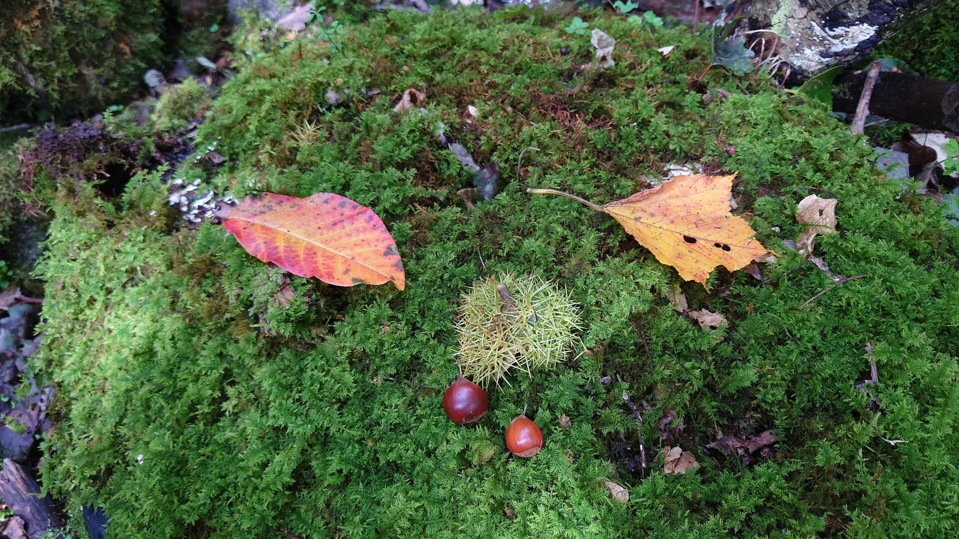 ウメバチ•センブリ·マツムシロード 若杉山 / ctcさんの若杉山の活動データ | YAMAP / ヤマップ