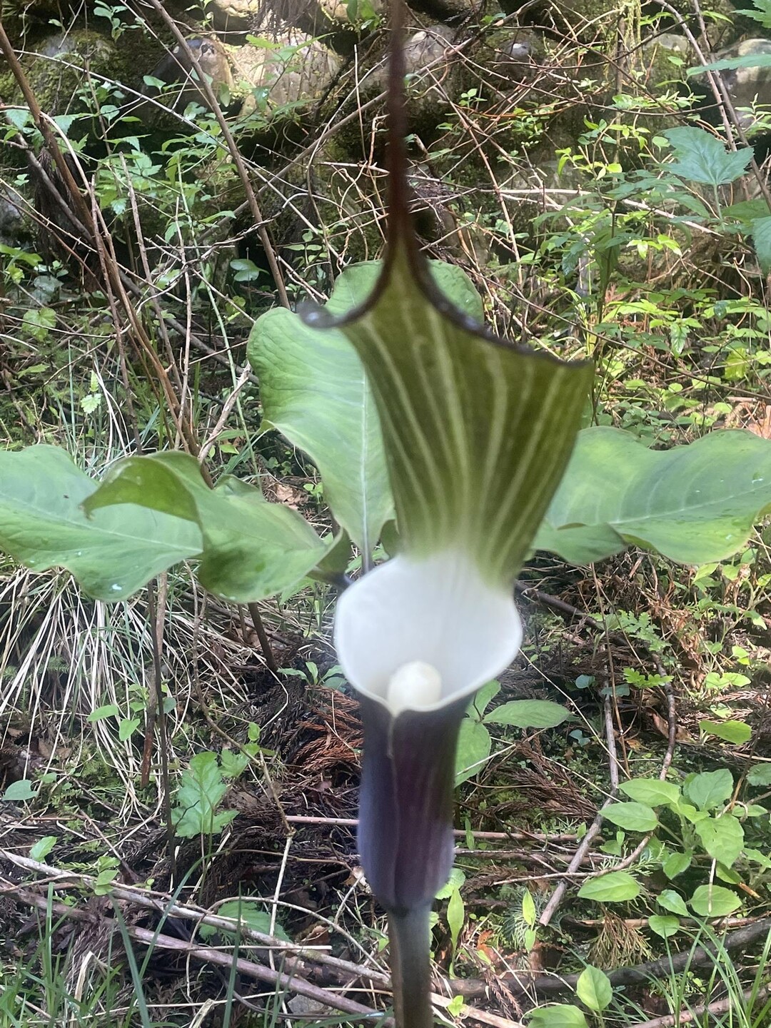 南猪子山・烏岳・大日山・烏岳北峰 / tatariiさんの烏岳の活動データ | YAMAP / ヤマップ