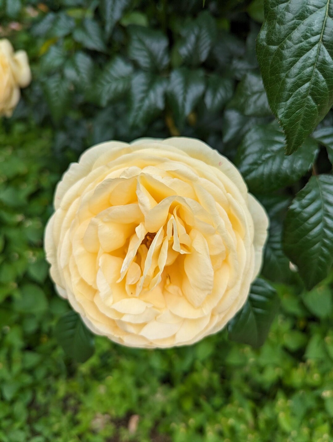 埼玉県与野公園 薔薇が綺麗 でした。 / RINさんのモーメント | YAMAP / ヤマップ