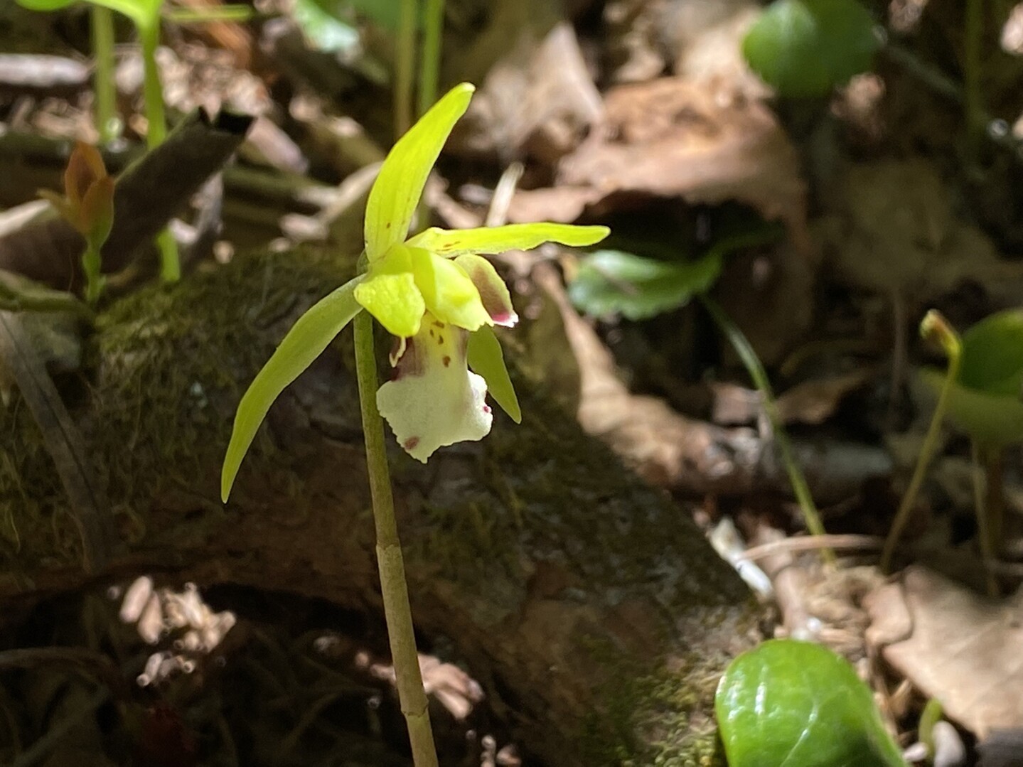 水ノ塔山・東篭ノ登山･池ノ平湿原：大展望とお花🌸の周回コース ️ / echinaceaさんの浅間山・黒斑山・篭ノ登山の活動データ ...