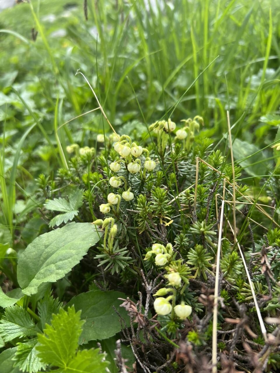 nikoのページ | YAMAP / ヤマップ