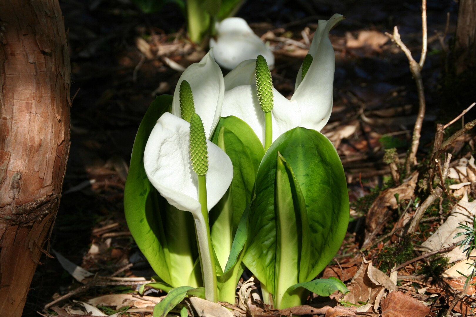 水芭蕉が見頃！白草山・箱岩山 / takanoさんの白草山・寺田小屋山の活動データ | YAMAP / ヤマップ