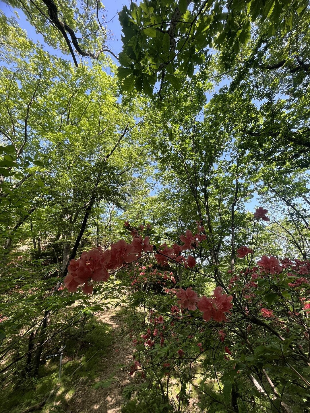 三床山・二床山・一床山・西入の頭へ🐾 / hachacha-umemeさんの三床山・金原山の活動データ | YAMAP / ヤマップ