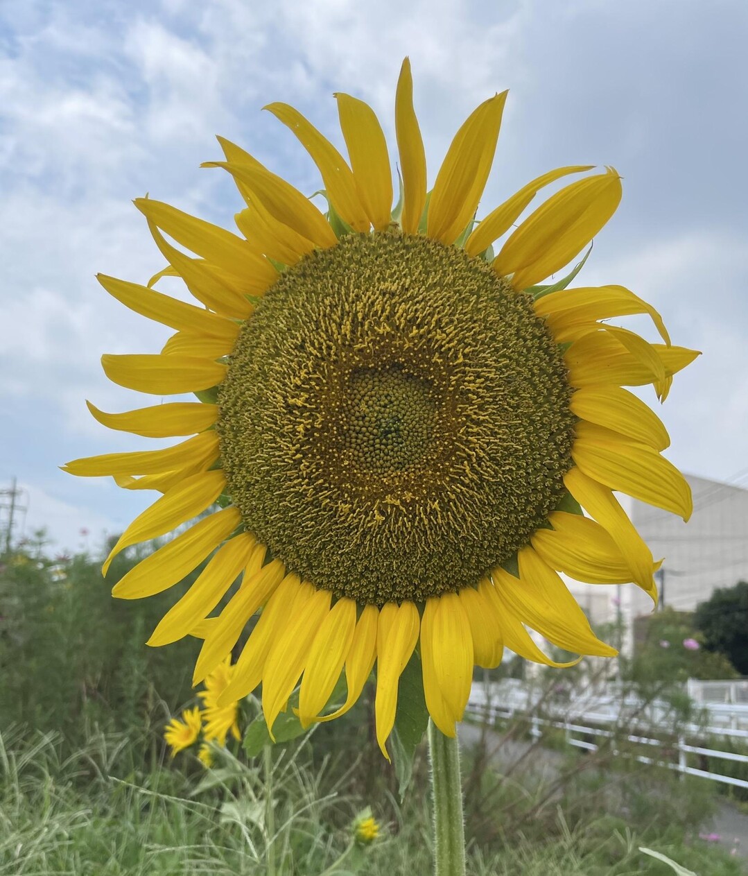 ひまわり🌻畑 / ken-3さんの狭山市の活動データ | YAMAP / ヤマップ