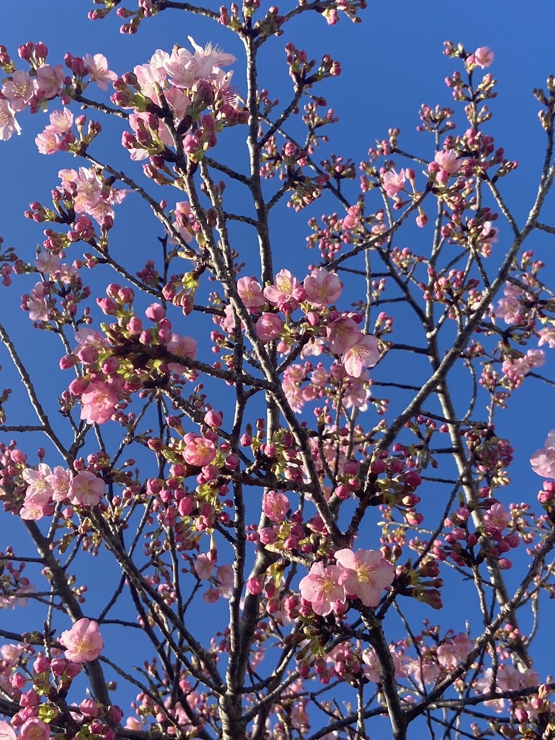 日置市吹上町にある公民館の早咲き桜🌸 ... / kiko-mamaさんのモーメント | YAMAP / ヤマップ