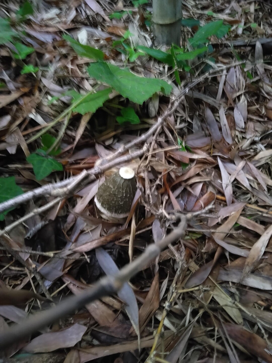 7月3日(水) 朝 5時半行ってきました... / hamukoさんのモーメント | YAMAP / ヤマップ