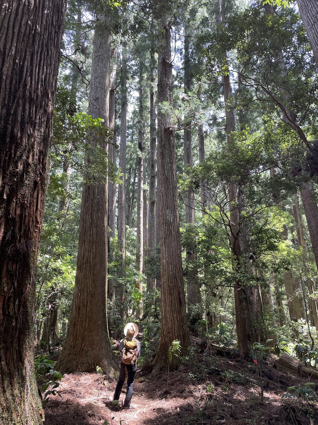 千本山 / pepperさんの千本山の活動データ | YAMAP / ヤマップ