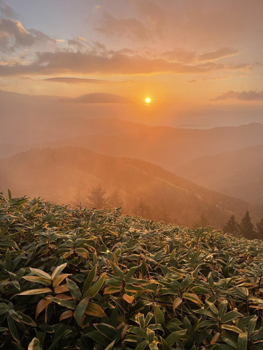 南沢山・横川山 阿智セブンサミット4 / ANZUNUKOさんの恵那山・大判山・神坂山の活動データ | YAMAP / ヤマップ