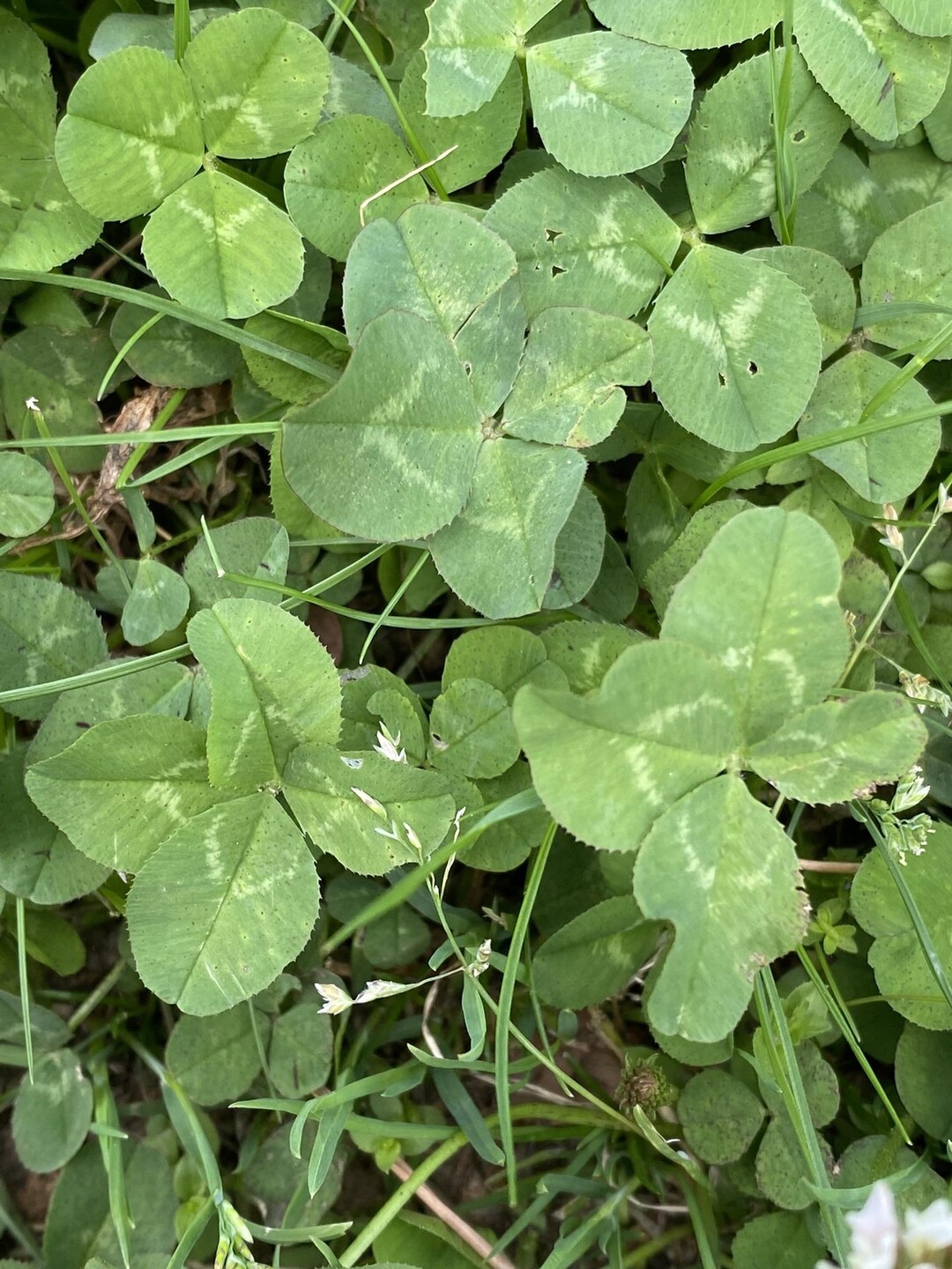 2023.04.28(金) 23:28 / りんりんさんのモーメント | YAMAP / ヤマップ