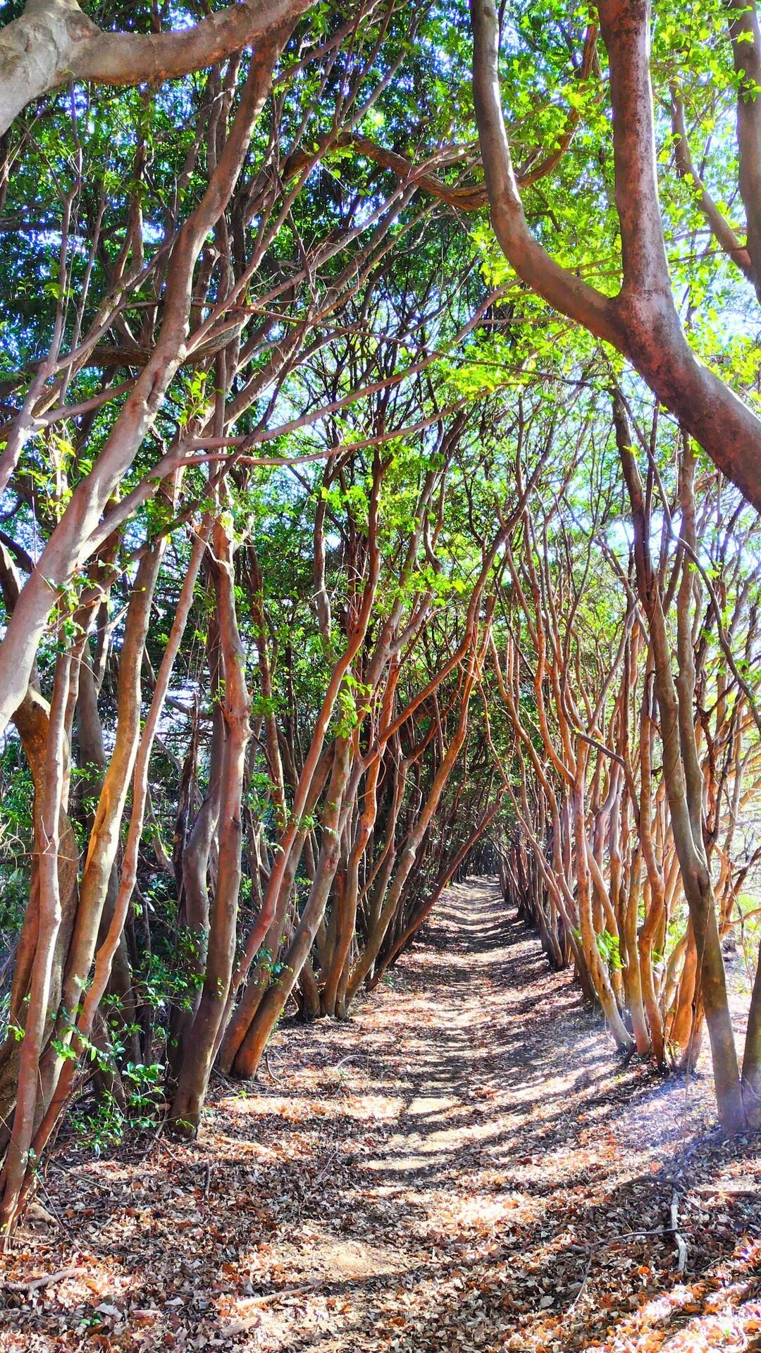 羽黒山・神峰山 / aiさんの日立アルプストレイル・神峰山（神峯山）の活動データ | YAMAP / ヤマップ