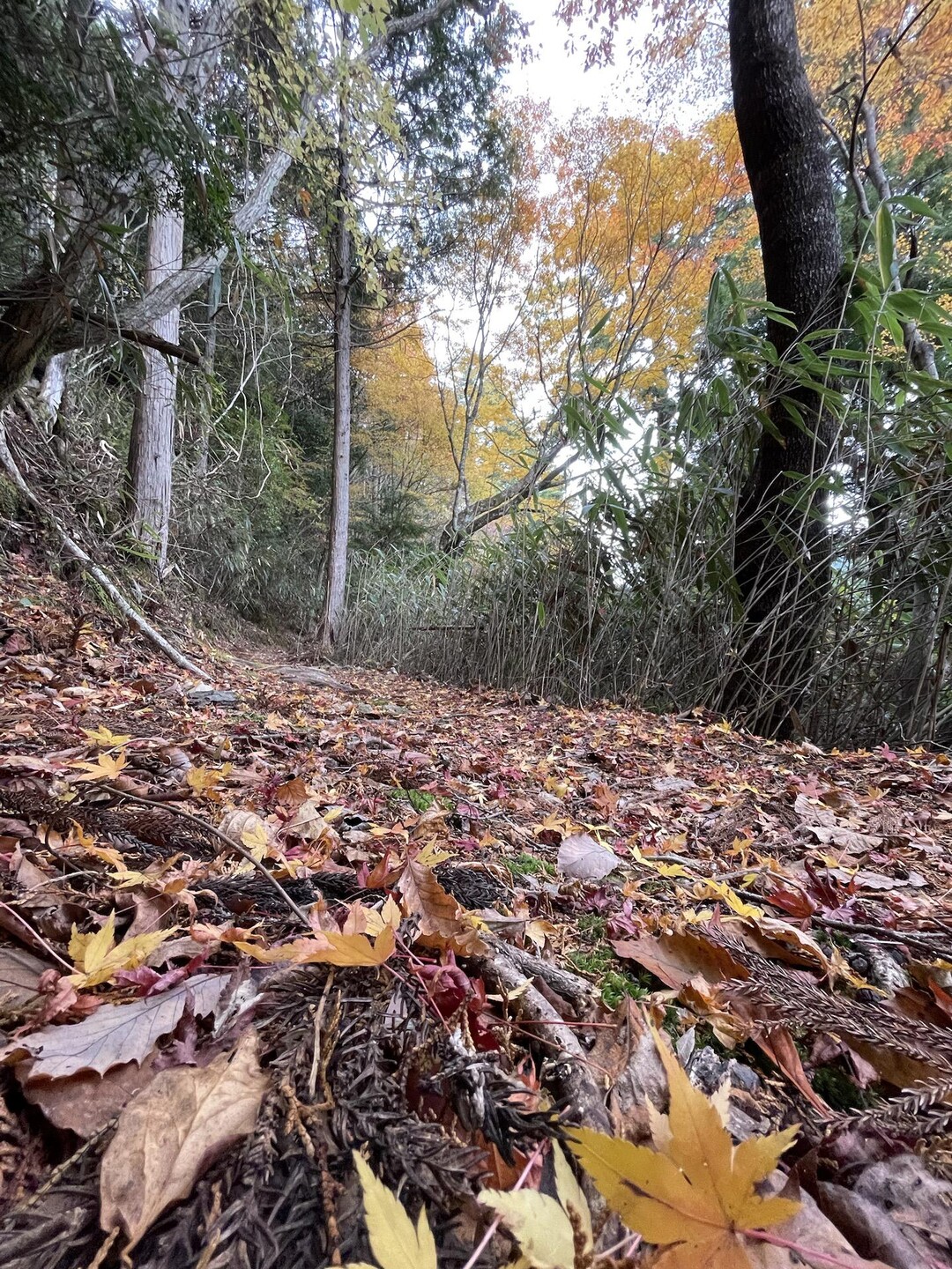 高野山参詣道 京大坂道 高野山メインエリアから極楽橋経由・学文路駅まで👩‍🦯 / Mocoさんの高野参詣道（高野山・楊柳山・雨引山）の活動データ | YAMAP / ヤマップ