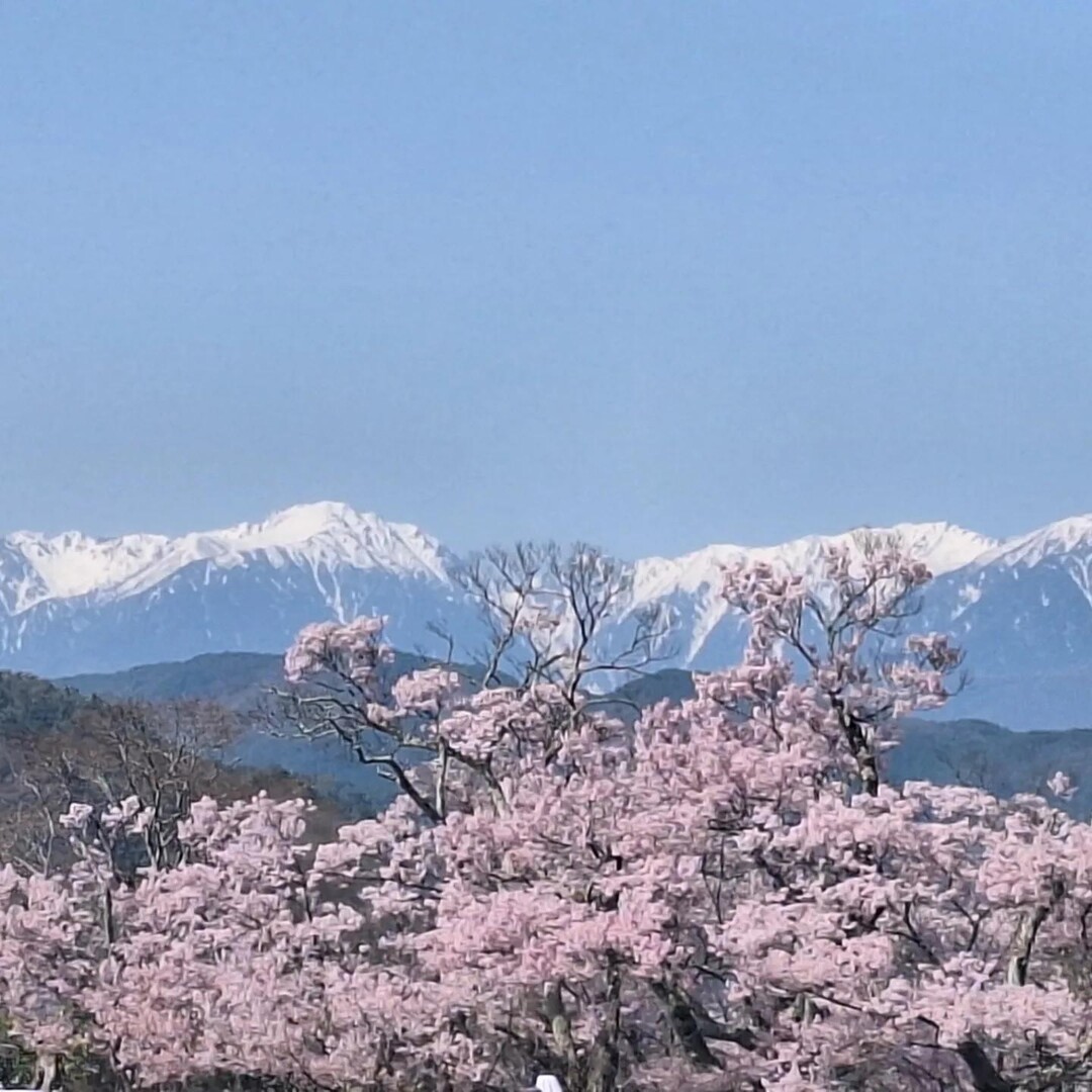 守屋山の前に高遠の桜へ / syo-zoさんのモーメント | YAMAP / ヤマップ