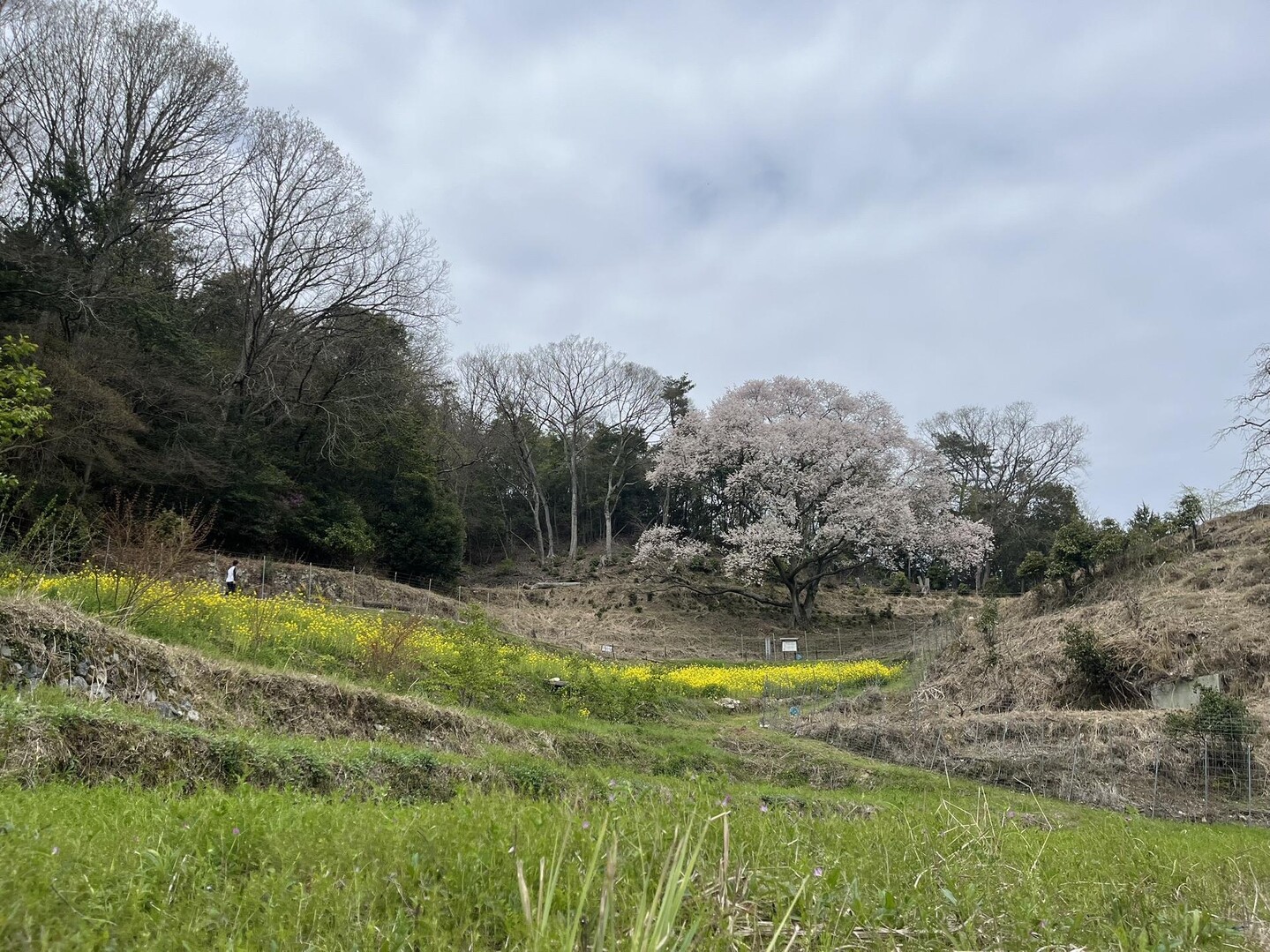 朝日山+ちょこっと福成寺🚗 / mirereさんの朝日山・鷹ノ巣山の活動データ | YAMAP / ヤマップ