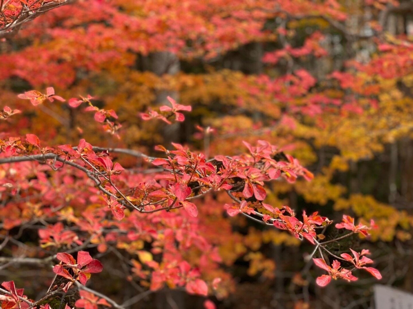 ゆるゆるハイキング♬ epi.3 / ゆこみさんの八ヶ岳（赤岳・硫黄岳・天狗岳）の活動データ | YAMAP / ヤマップ