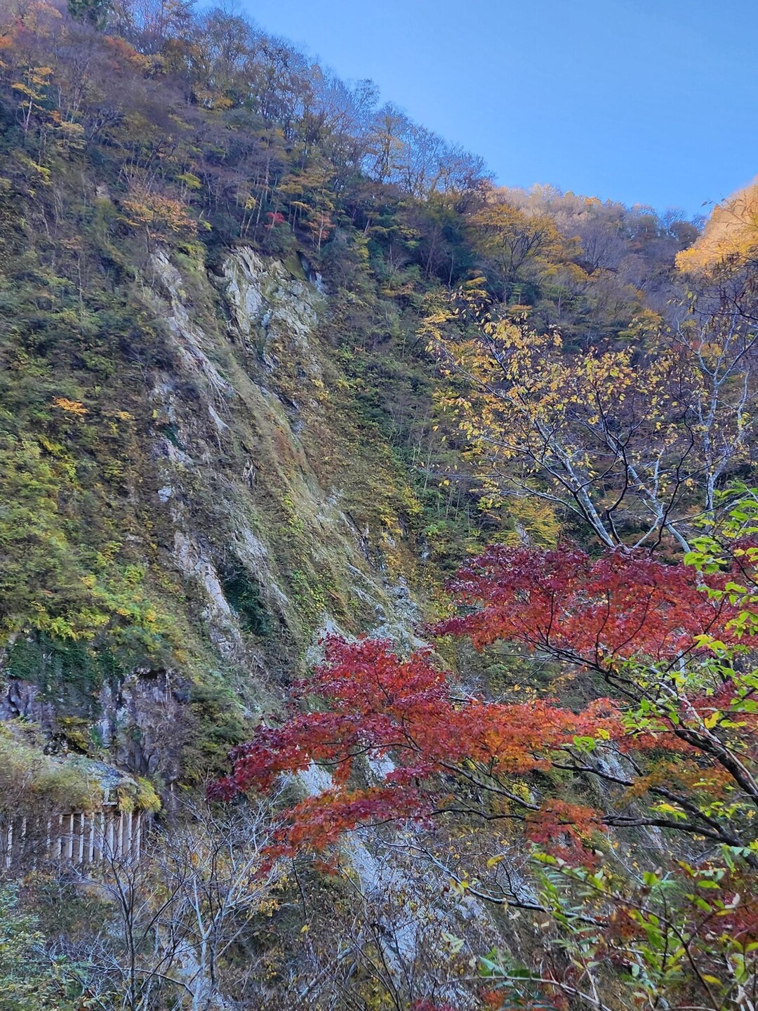 ユーシン渓谷の写真です。 例年に比べ色づ... / 湘南3699さんのモーメント | YAMAP / ヤマップ