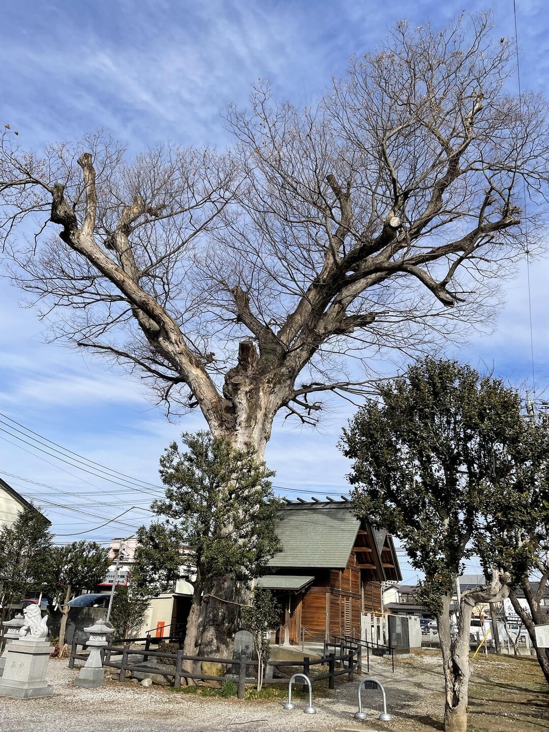 樹齢800年！ / sibacciさんのモーメント | YAMAP / ヤマップ