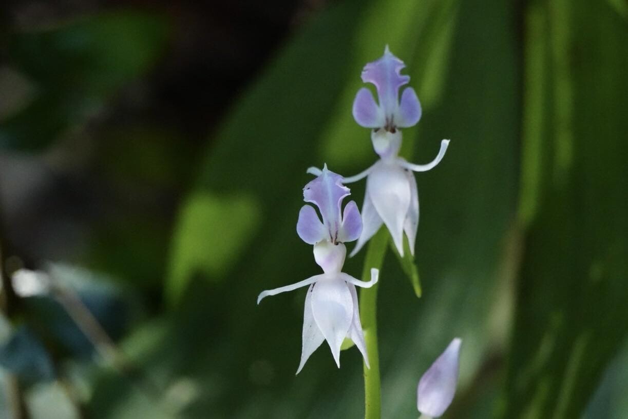森の中で👑載せてダンスしてる女の子、そ... / chikaさんのモーメント | YAMAP / ヤマップ