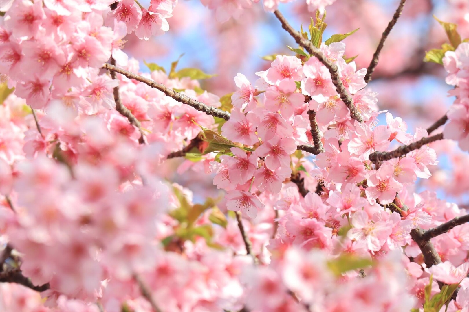 海の見える杜公園で花巡り🌸 / えりたさんのモーメント | YAMAP / ヤマップ