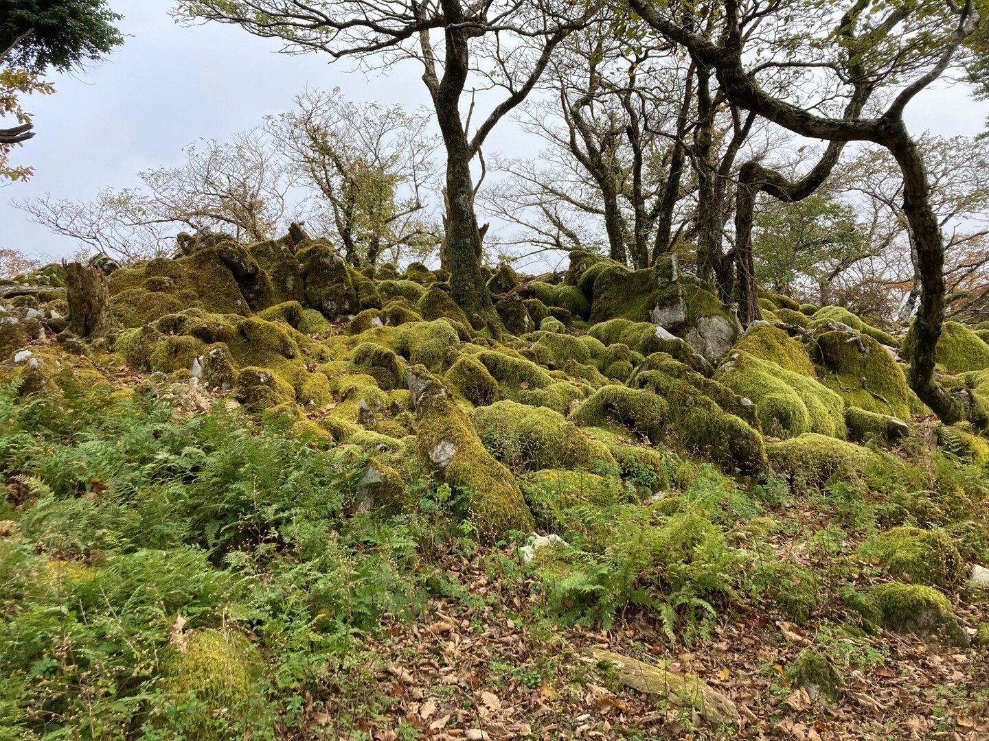 近江カルスト台地を行くPart II（御池岳） / 森空民さんの藤原岳・御池岳の活動データ | YAMAP / ヤマップ