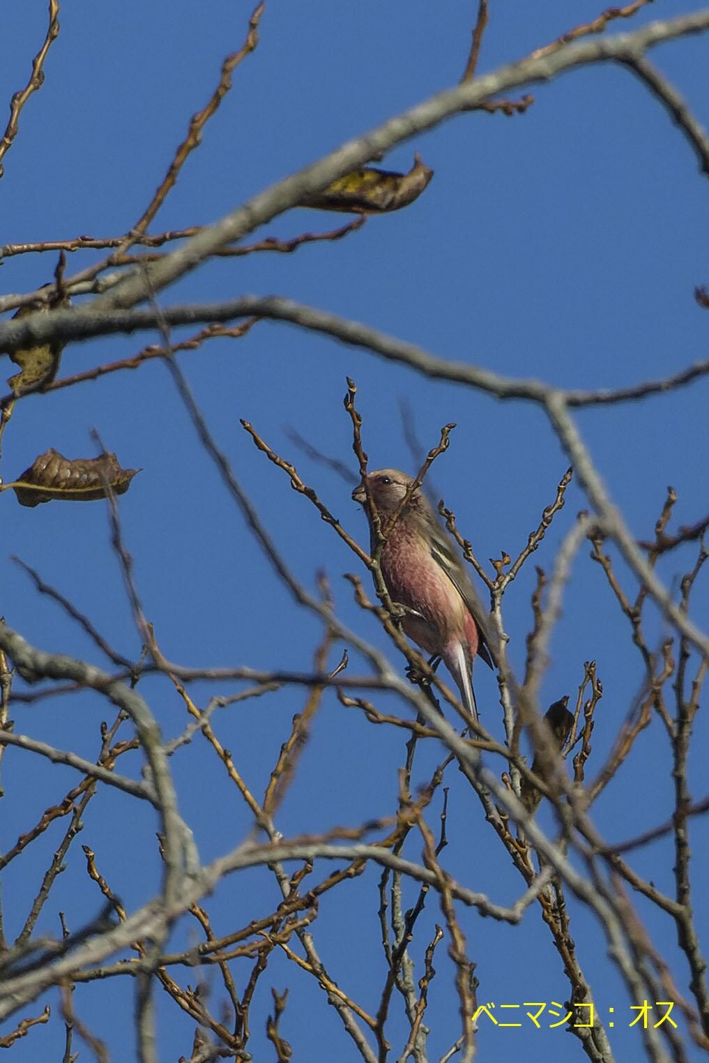 北本自然観察公園に通って何とかベニマシコ... / zukiさんのモーメント | YAMAP / ヤマップ