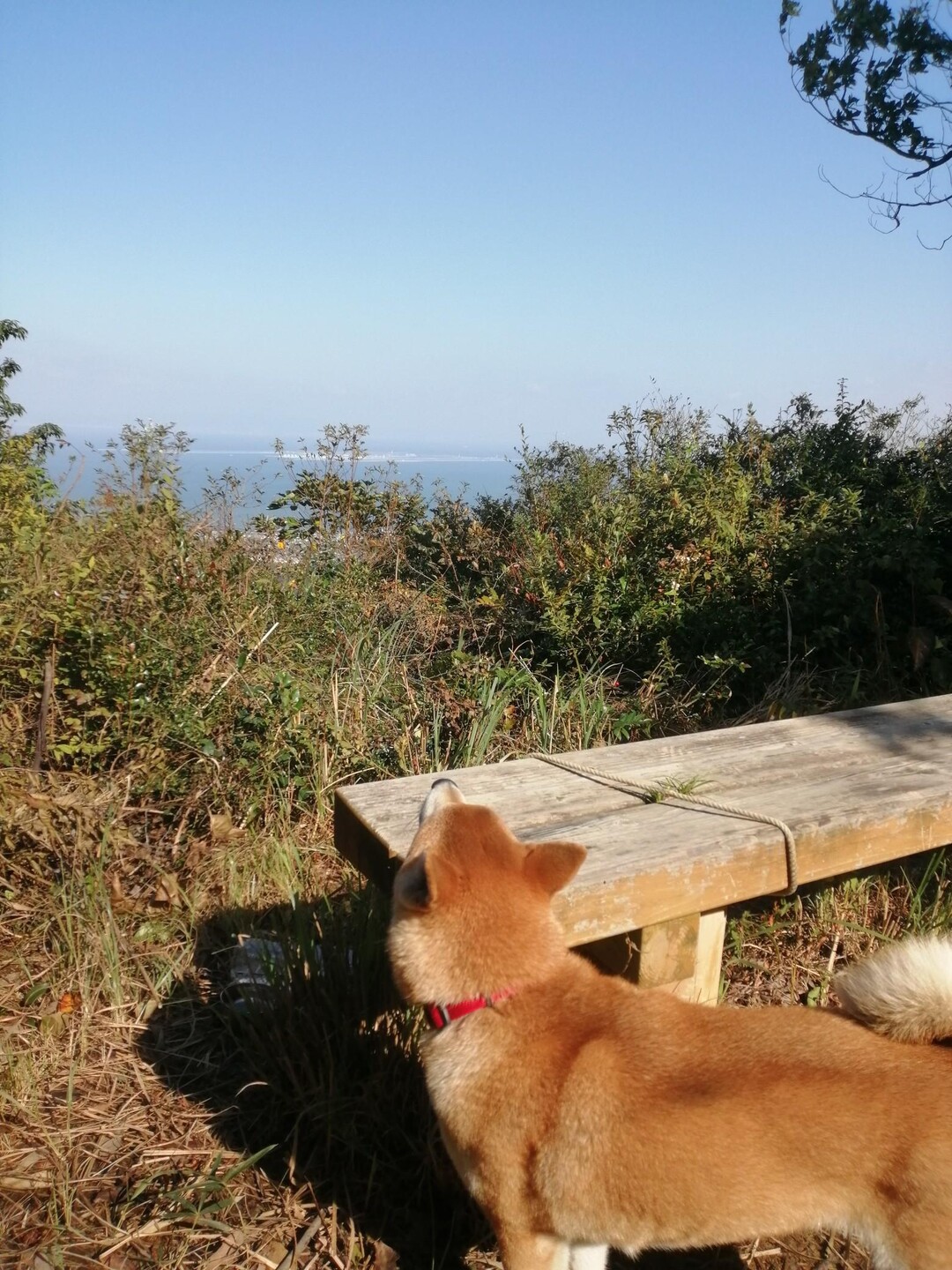 Peach乗れない（らしい） 「僕も乗せ... / my.さんのモーメント | YAMAP / ヤマップ