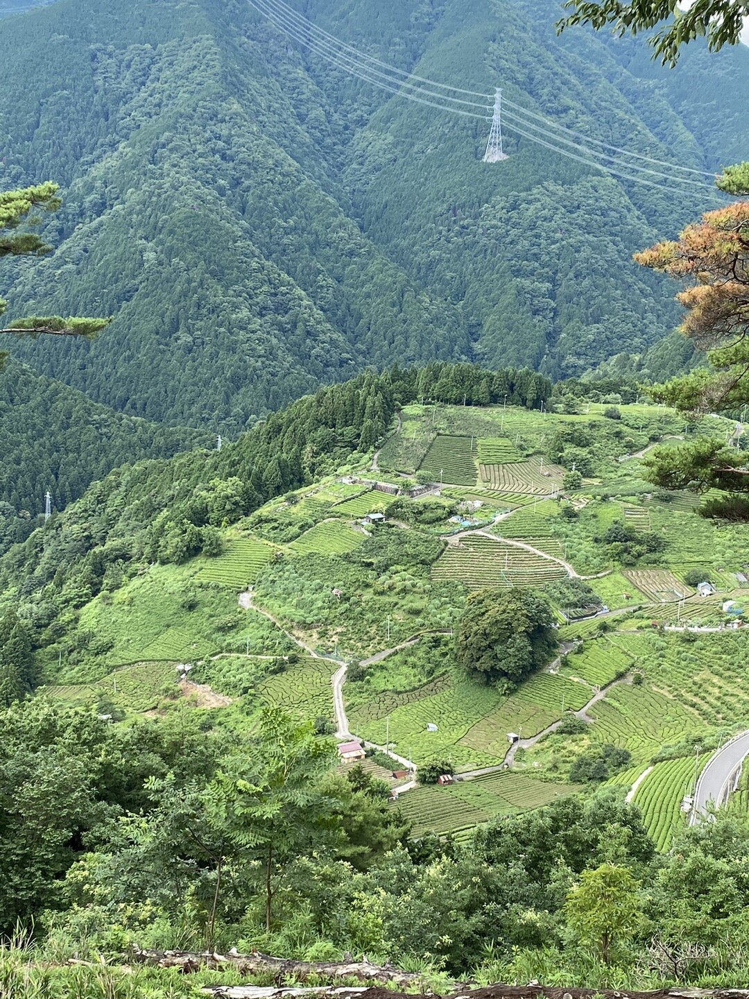 岐阜のマチュピチュ天空の茶畑 駐車場から... / さそちゃんさんのモーメント | YAMAP / ヤマップ