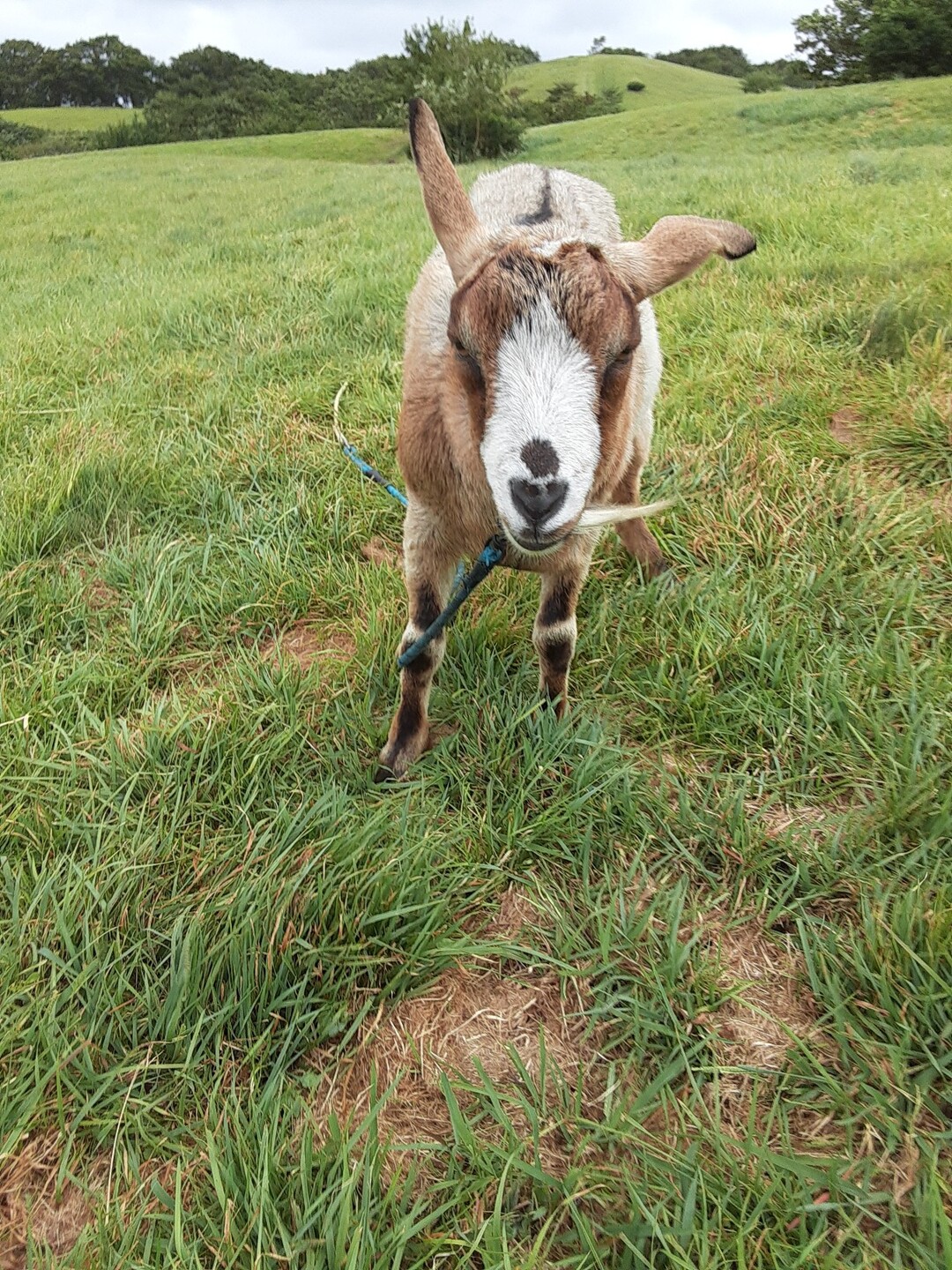久しぶりメェ太🎵 吹き飛ばされそうなく... / koroさんのモーメント | YAMAP / ヤマップ