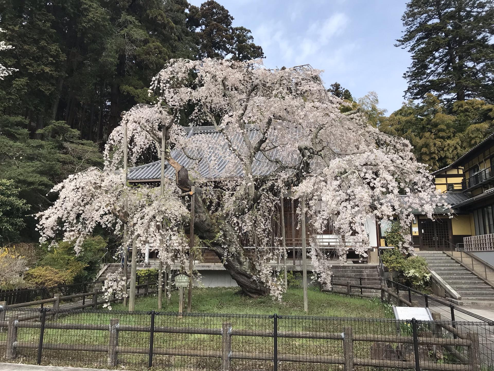 太平山・晃石山・青入山・馬不入山 / aoi-stepさんの太平山・晃石山・唐沢山の活動データ | YAMAP / ヤマップ