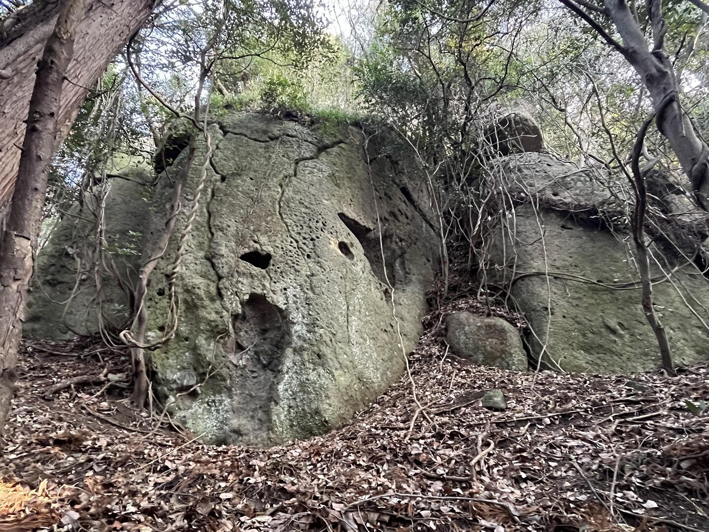 登り納めは鳶が巣山へ（安浄岩コース） / marumoさんの鼻高山・弥山・旅伏山の活動データ | YAMAP / ヤマップ