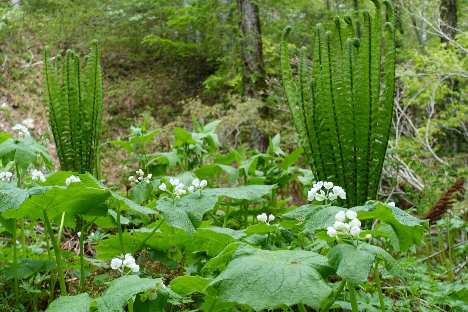 天生湿原から籾糠山 / kamonmonさんの籾糠山の活動データ | YAMAP / ヤマップ