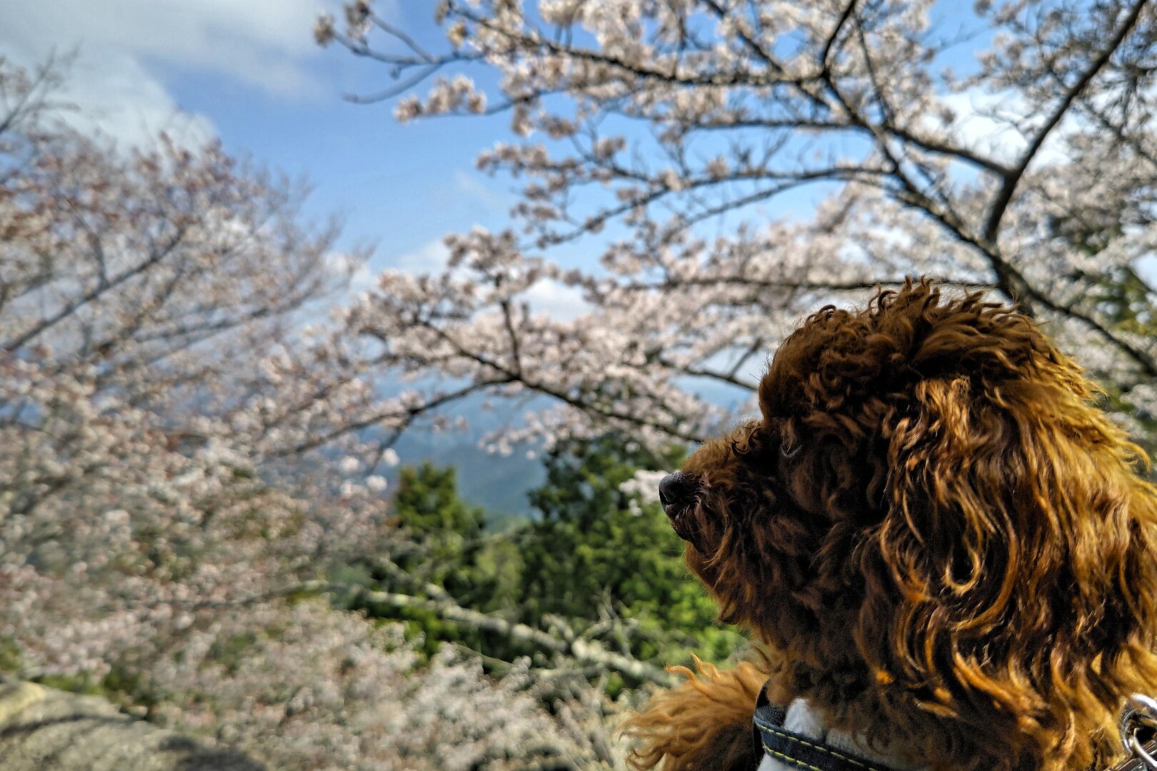 高城山・青根ヶ峰 / keijiさんの吉野山・青根ヶ峰・百貝岳の活動データ | YAMAP / ヤマップ
