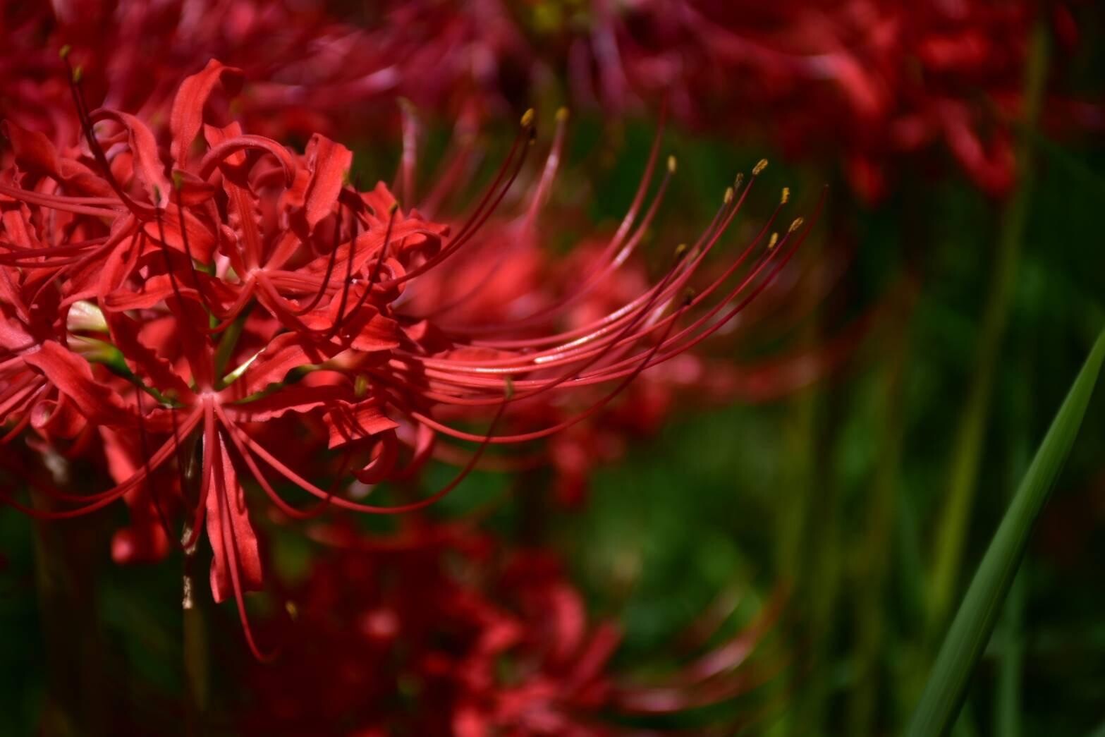 鰐鳴八幡宮 曼珠沙華(彼岸花)スポット ... / Kei707さんのモーメント | YAMAP / ヤマップ