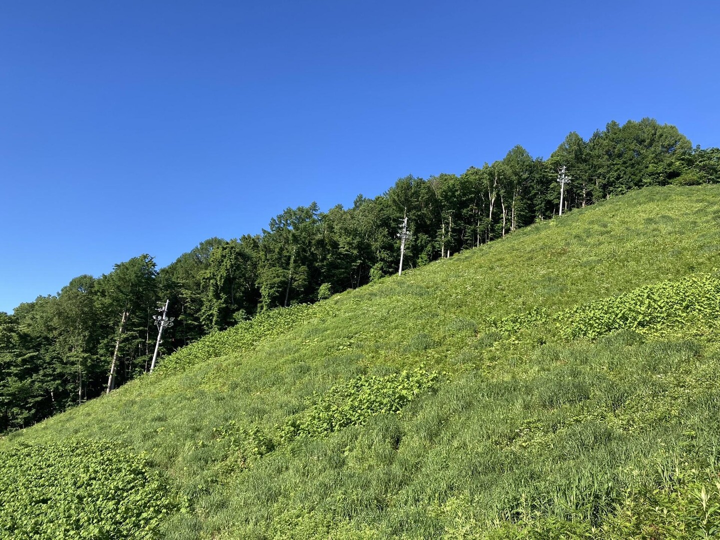 緑の藻岩山 / 2525さんの藻岩山の活動データ | YAMAP / ヤマップ