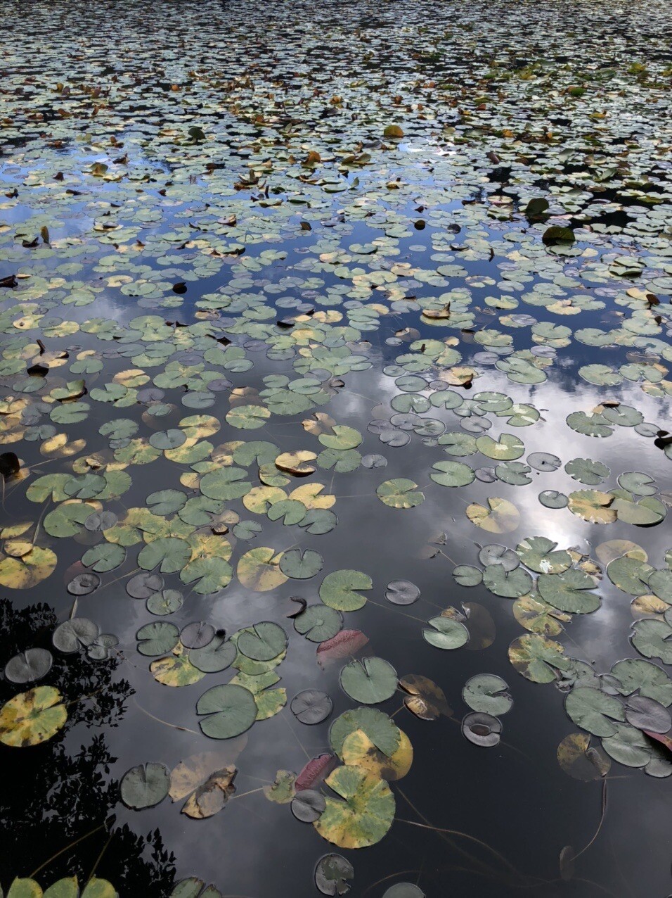 TOPOトレイル極楽寺山 / ujinaさんの極楽寺山の活動データ | YAMAP / ヤマップ