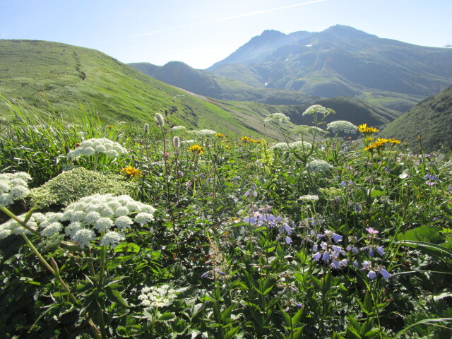 花の百名山 鳥海山 / mikanさんの鳥海山・七高山・笙ヶ岳の活動日記 | YAMAP / ヤマップ
