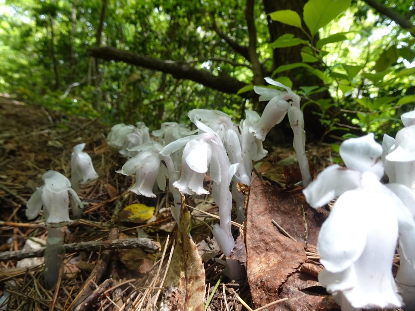 ムーミン谷のシンフォニー～小室井山(＆高崎王冠山)～ / さやかさんの小室井山・湯来冠山の活動日記 | YAMAP / ヤマップ