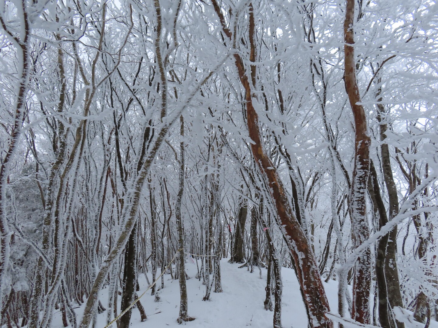 綿向山 / ibizouさんの綿向山の活動データ | YAMAP / ヤマップ