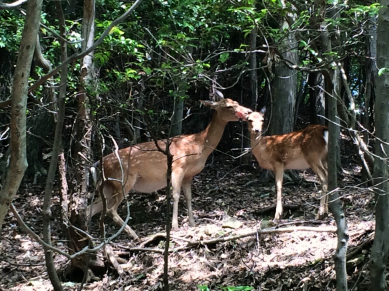 鹿に遭遇＠初池田山 / akoboo さんの池田山の活動データ | YAMAP / ヤマップ