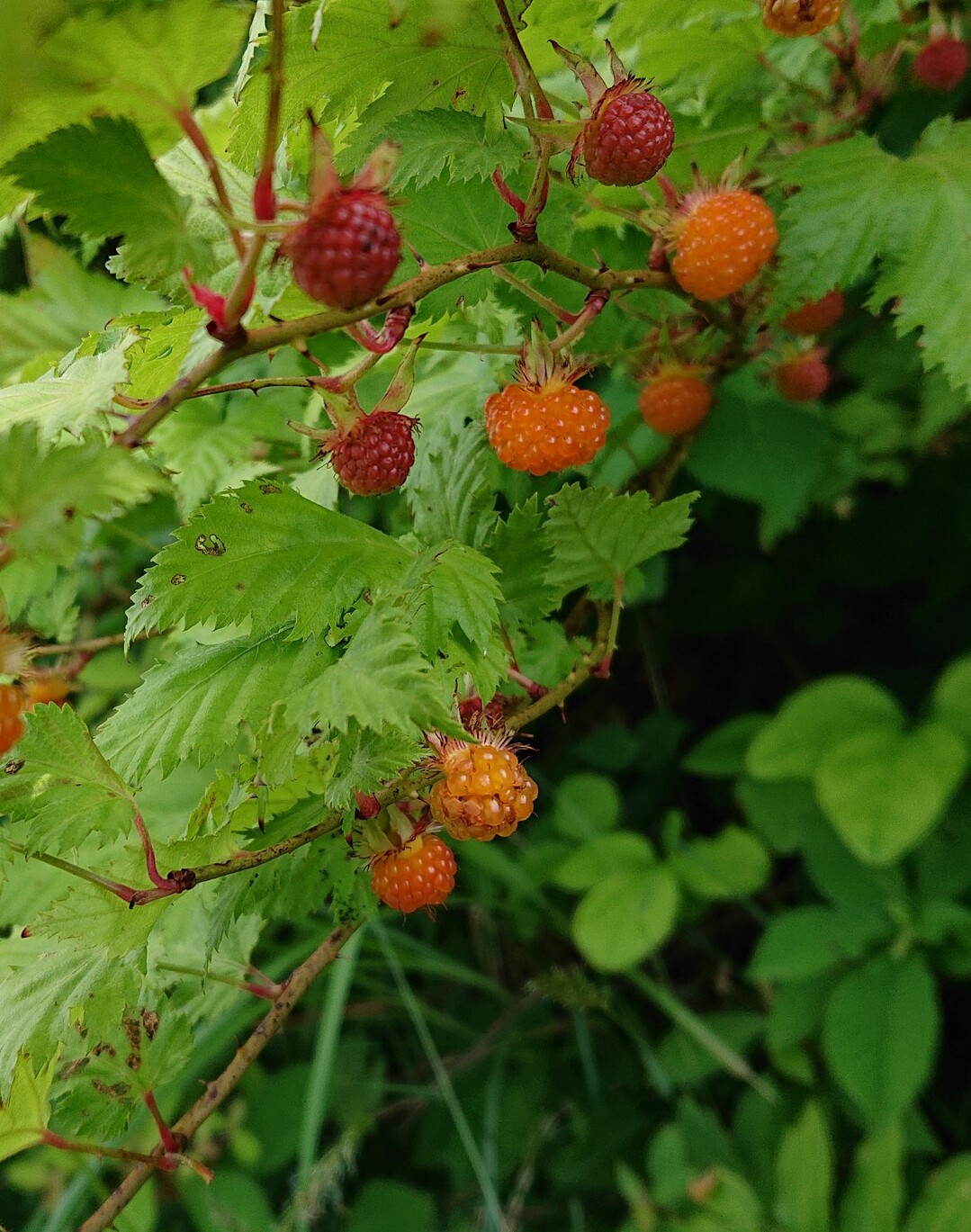 モミジイチゴ(木苺) ふつくらツヤツヤの... / mayさんのモーメント | YAMAP / ヤマップ