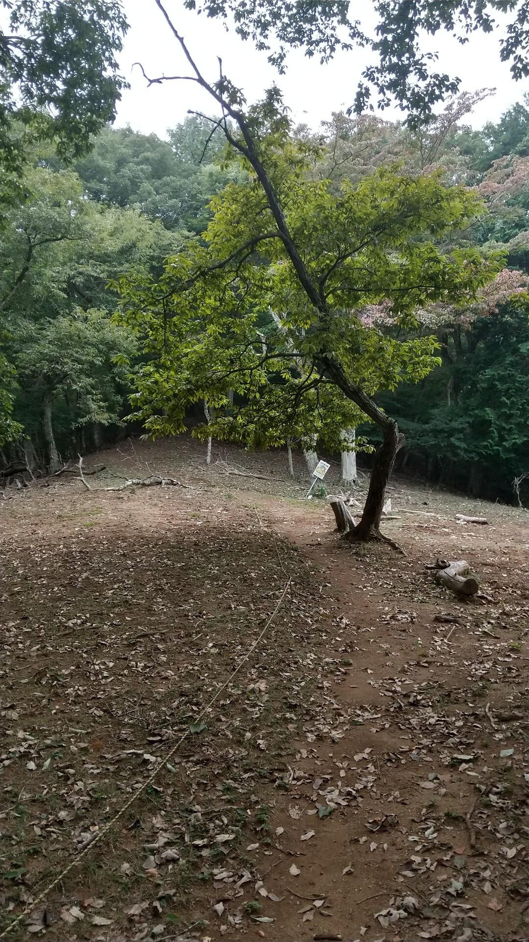 21.4km 厄王山（駒橋御前山) ~九鬼山~高畑山 2023/9/21 / tamiさんの倉岳山・高畑山・九鬼山の活動データ | YAMAP / ヤマップ