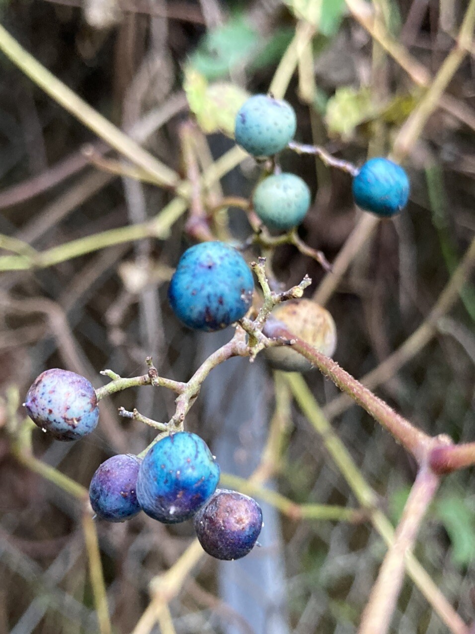 HONDAスーパーカブのページ | YAMAP / ヤマップ