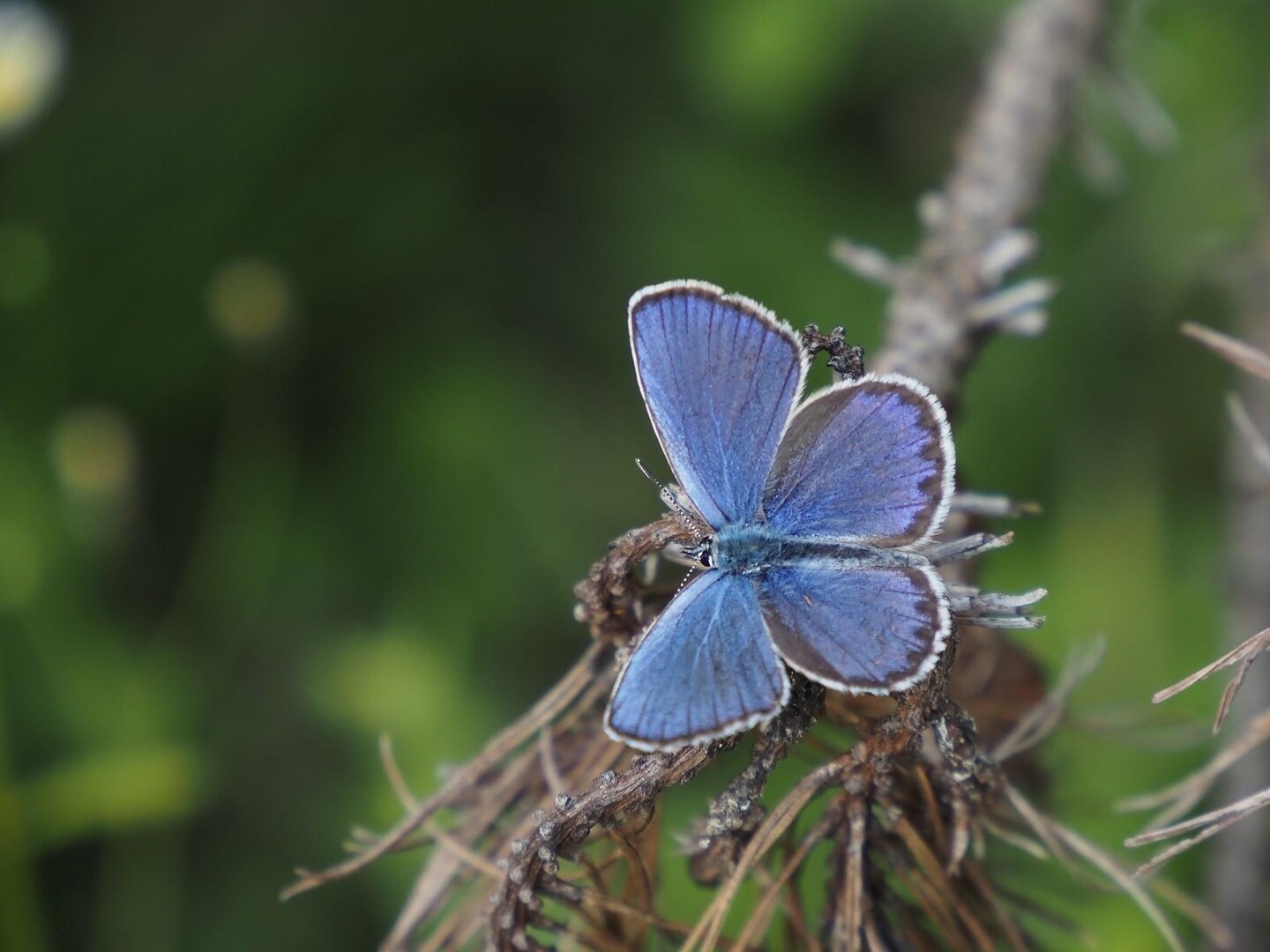 かつては河原などに沢山生息していたらしい... / JICKさんのモーメント | YAMAP / ヤマップ