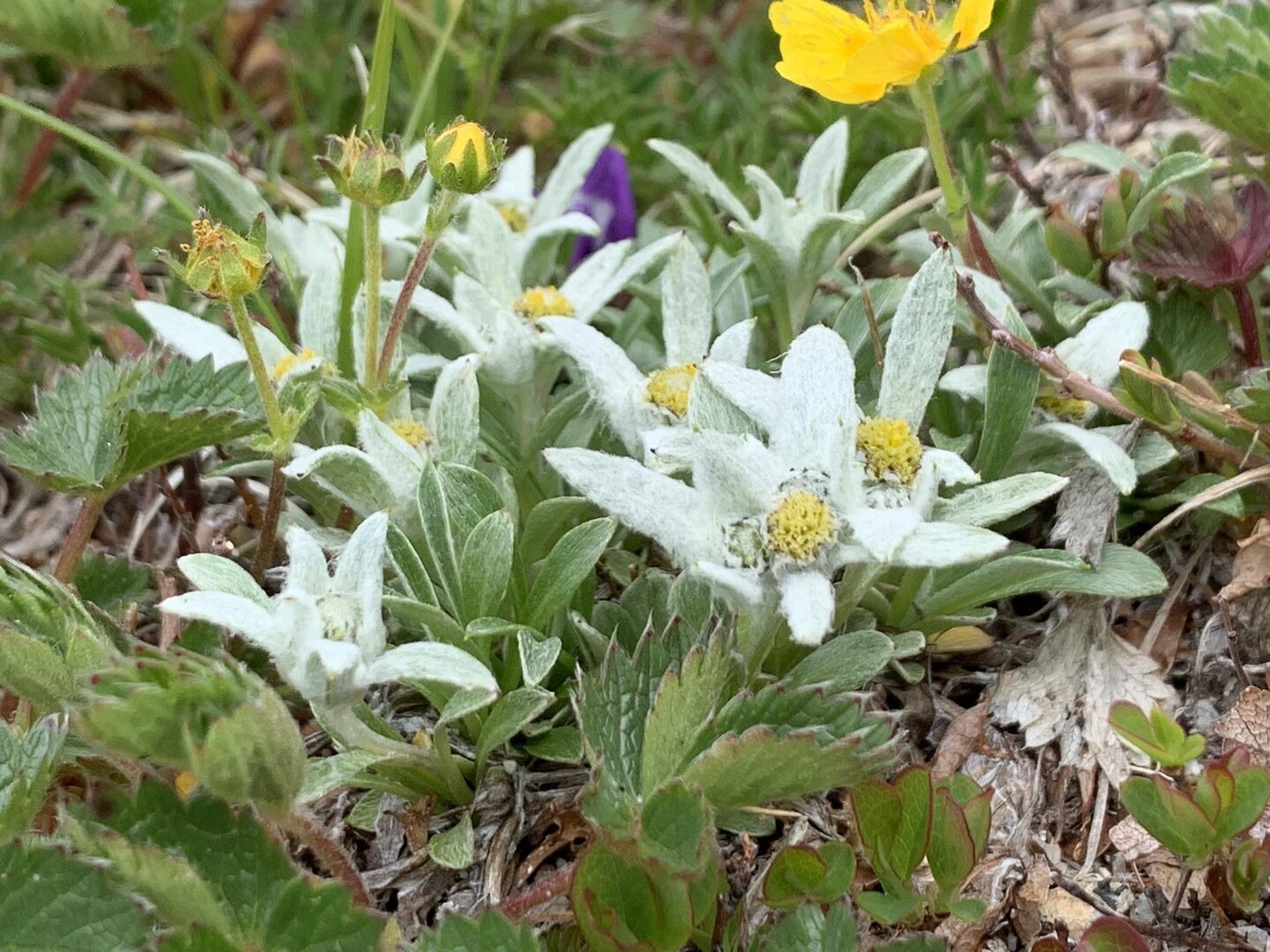 セガレ連れ！中岳・木曽駒ヶ岳（西駒ヶ岳）・宝剣岳 / shintaさんの木曽駒ヶ岳・空木岳・越百山の活動データ | YAMAP / ヤマップ