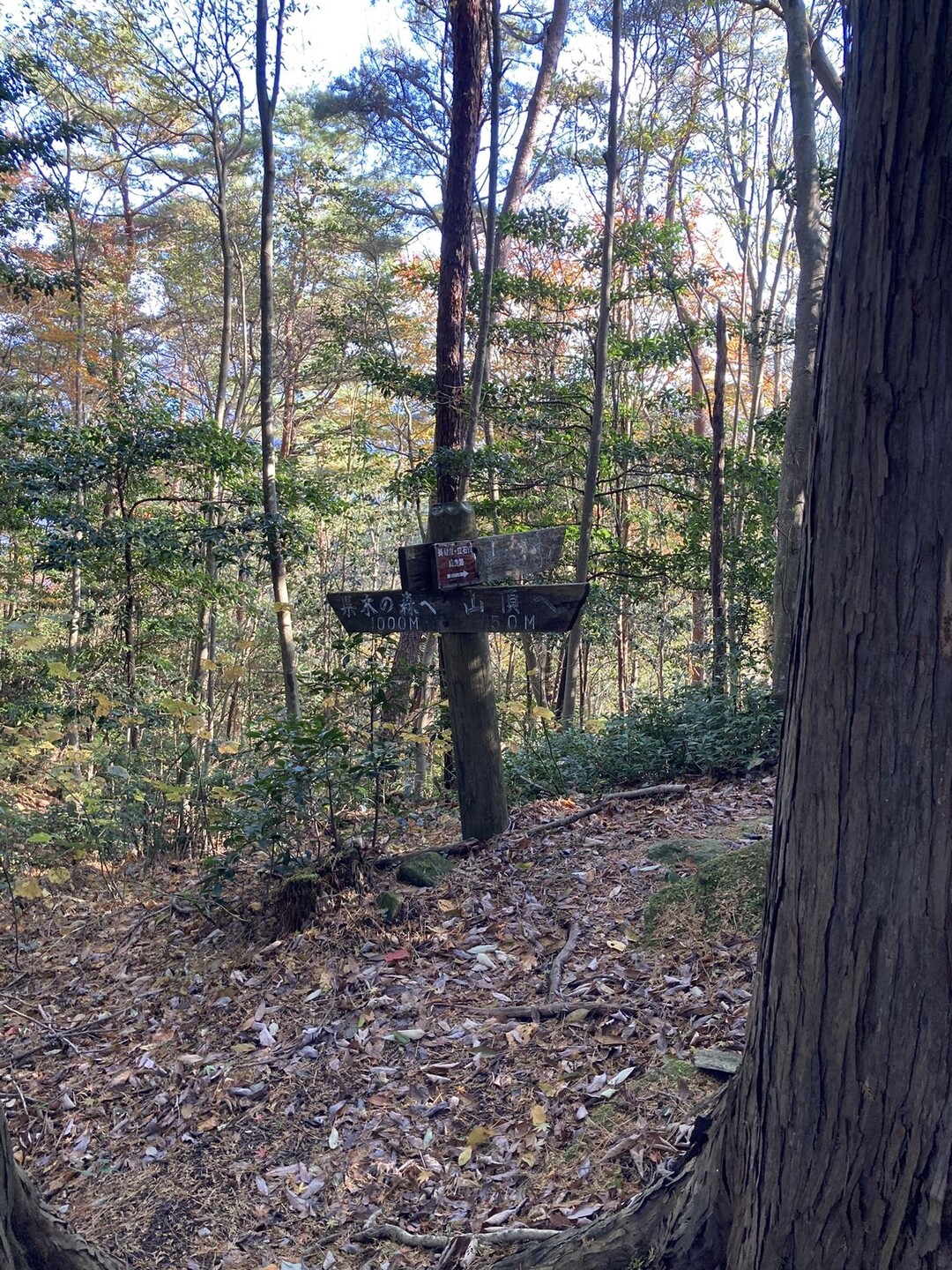 Atsushiさんの投稿したフィールドメモ | YAMAP / ヤマップ