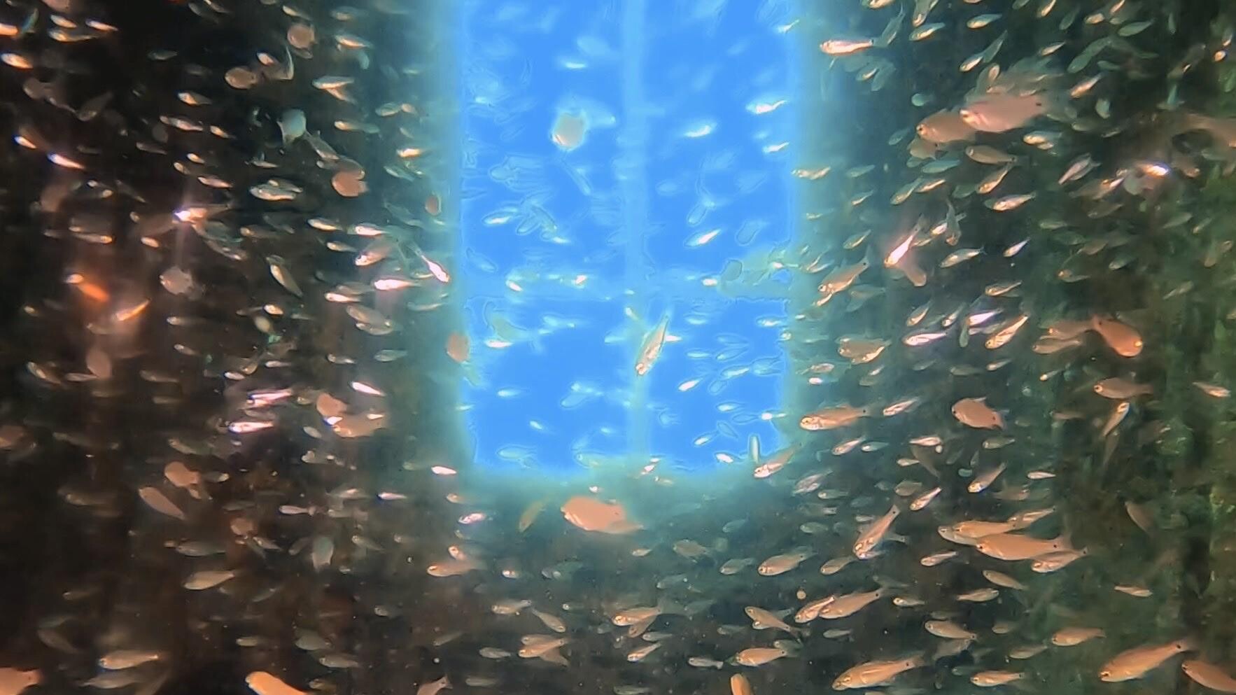 【ダイビング】白浜㊗️500ダイブ🎉いきなり始まるDIY🔨 / あすかさんの観光の活動データ | YAMAP / ヤマップ