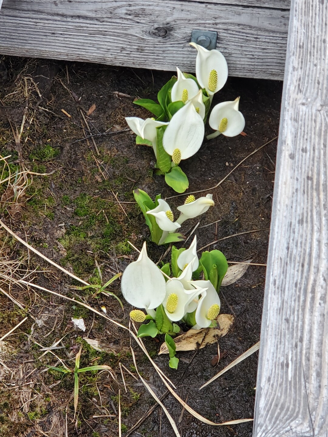 至仏山・悪沢岳・笠ヶ岳-2021-05-16 / E35-sun☀️さんの尾瀬・至仏山・悪沢岳・笠ヶ岳の活動データ | YAMAP / ヤマップ