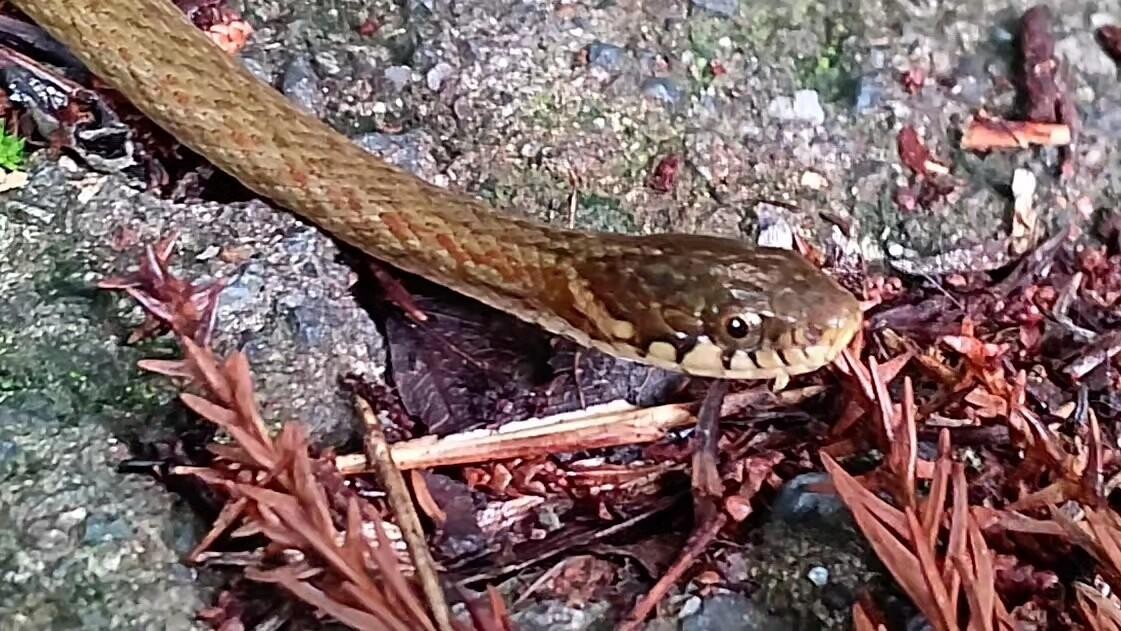 戸神山 / ぶんたさんの戸神山・高王山の活動データ | YAMAP / ヤマップ